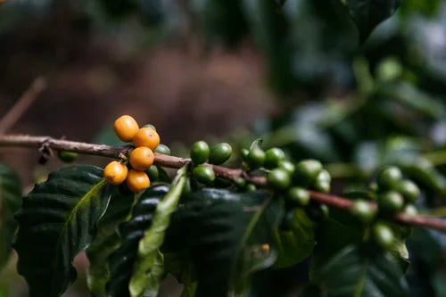 Organic vs. Fair Trade Coffee: A Roaster's Guide | ROC²